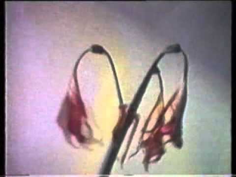 "Стук бамбука XI часов"