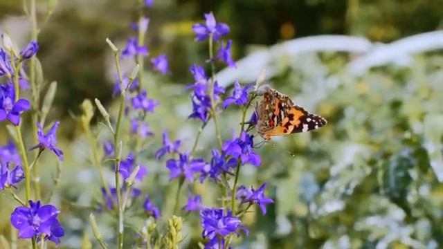 Успокаивающая музыка ,музыка для сна, способствует исцелению и глубокому расслаблению