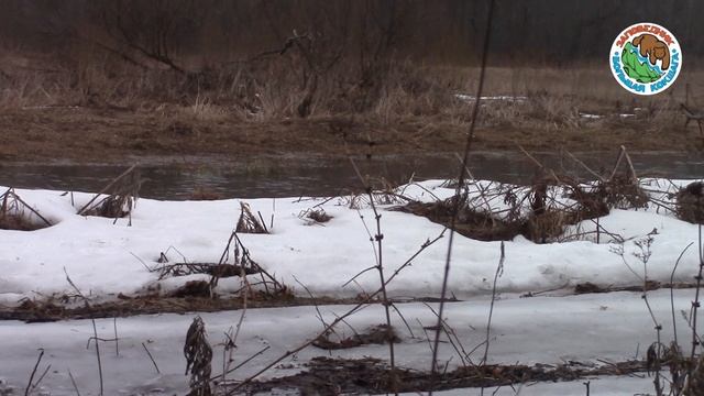 31.03.2025.Гоголи.Заповедник Большая Кокшага.Стайка гоголей из пяти особей плывет по реке