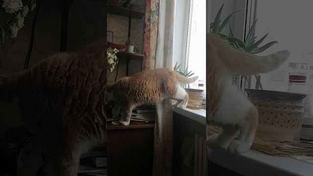 Мой котик любит полакомиться мимозой