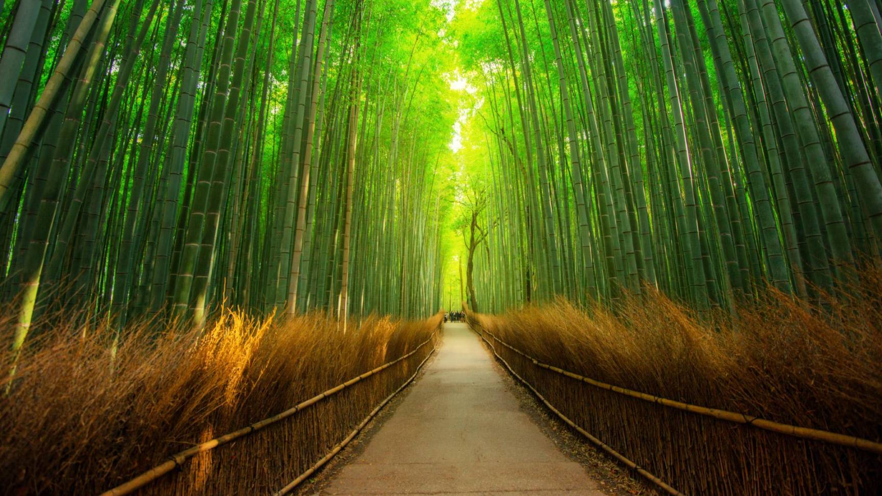 Киото. Бамбуковый лес. (Kyoto bamboo forest walking tour)