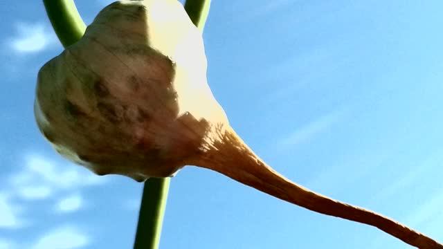 Чеснок и ботва свеклы