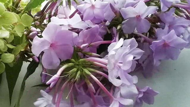 FAUSTO PAPETTI - LOVE STORY / Музыкальный клип с фото флоксов / Флоксовый блюз