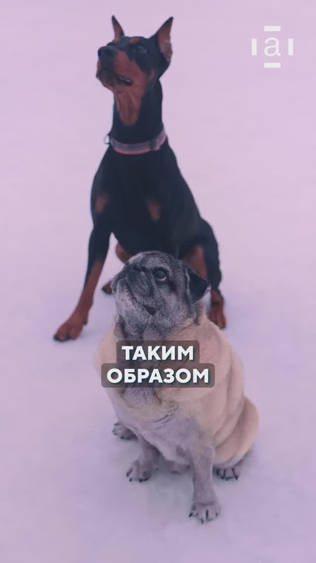 Что такое садки и как с ними бороться?