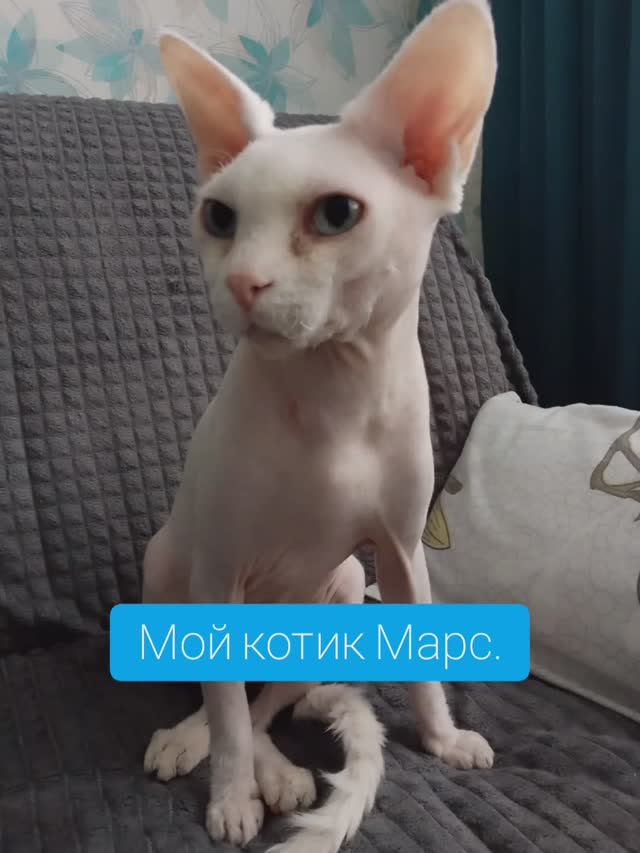 Мой милый котик Марсик и кошечка Белка.
