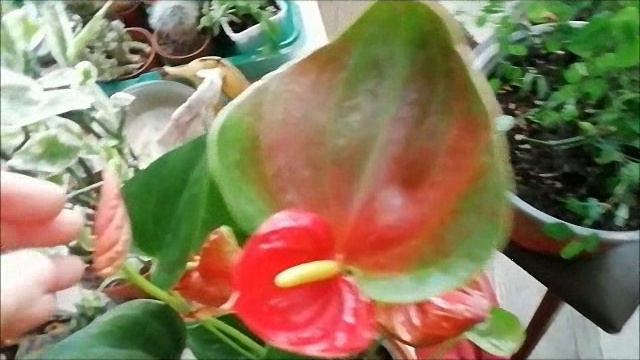 Мой домашний "дендрарий"