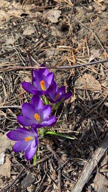 Апрель, число четвертое. А что в саду? Цветы! И это здорово!