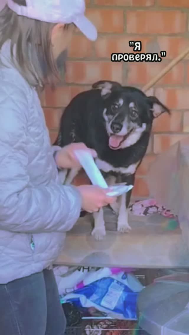 "Кнопик-хозяйственник" ❥ Приют в Малинках