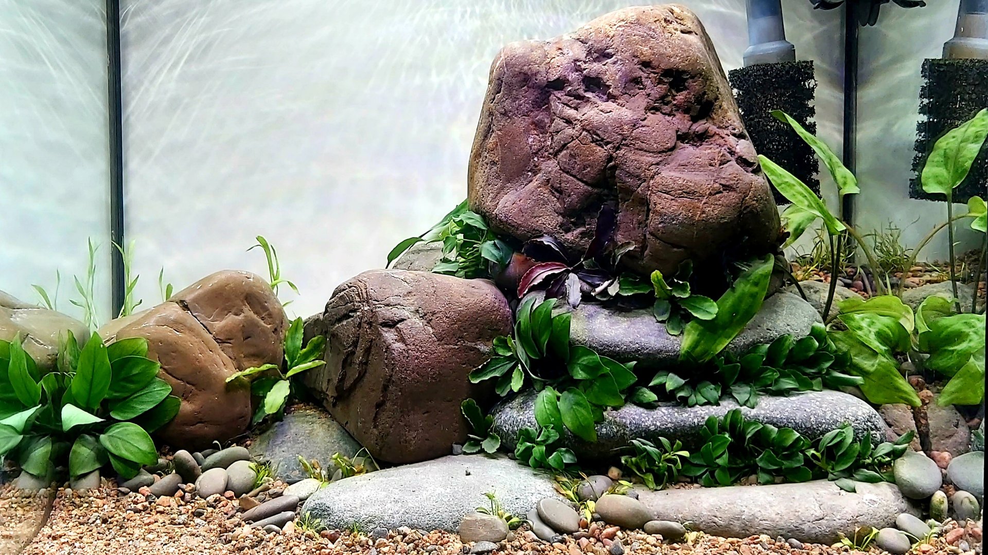 Перезапуск 60л аквариума