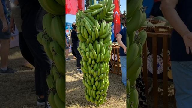 Фестиваль граната без косточек в Газипаше, Турция