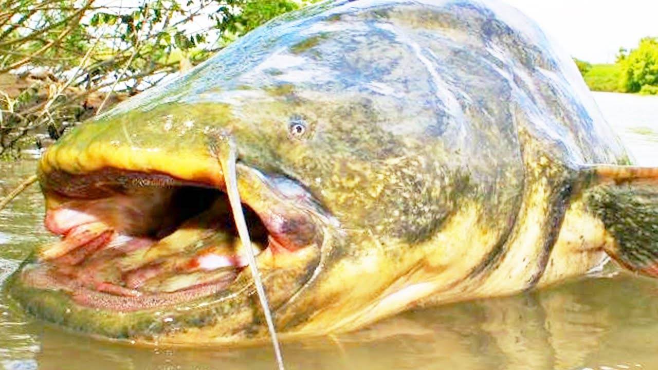 СОМ ЛЮДОЕД. ОГРОМНАЯ РЕЧНАЯ РЫБА