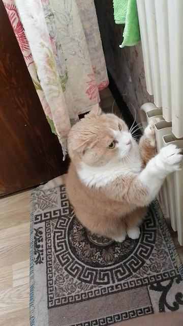 Томас греет лапки на батарее