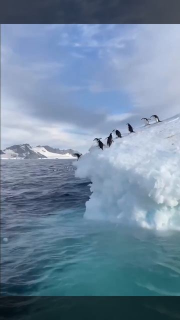 Охотясь за рыбой, пингвины глотают много морской воды