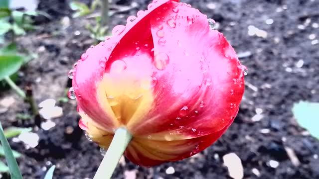 Капли дождя на листьях тюльпана