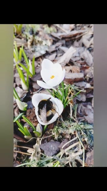 Мохнатый шмель 🐝