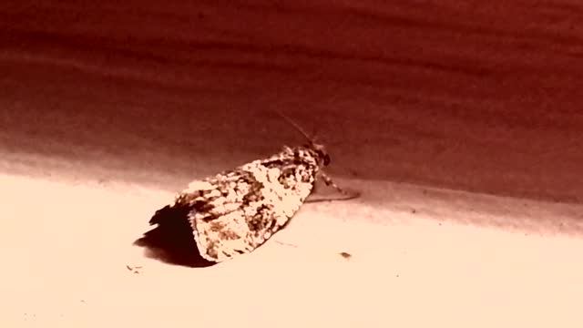 Насекомых привлекает свет