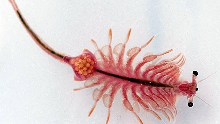 Живой корм для аквариумных рыб Артемия Live food for aquarium fish