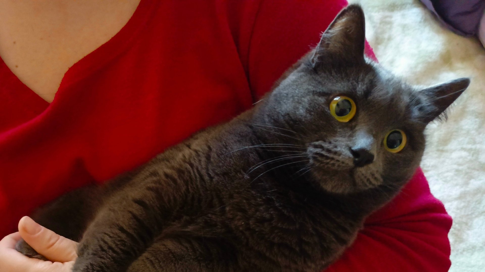 Смешные стихи о милых котиках.