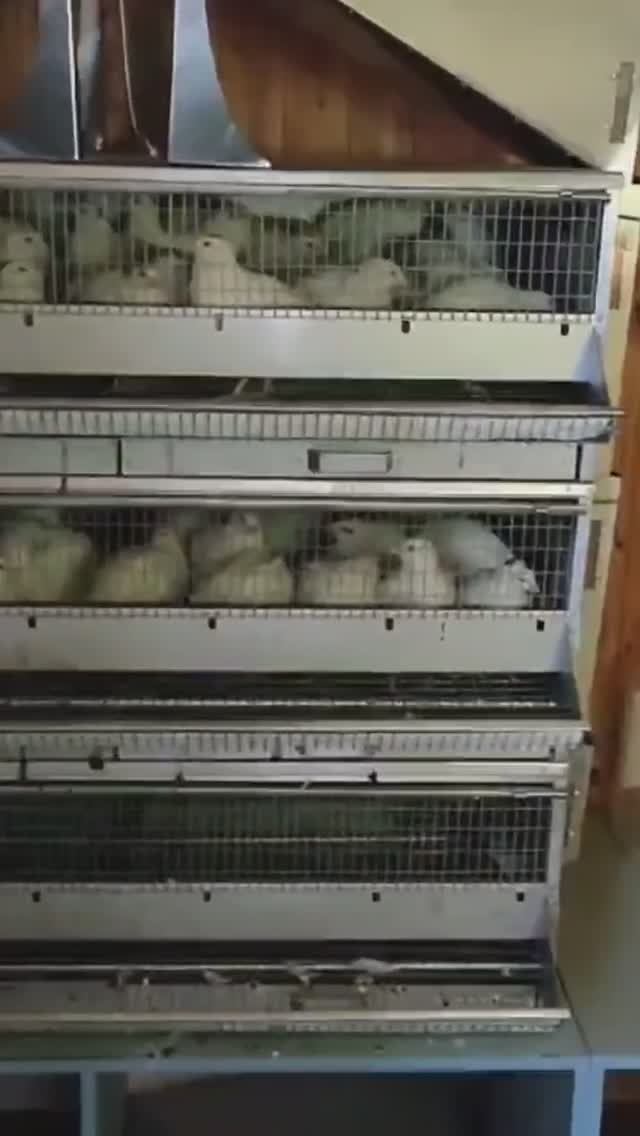 Клетки для перепелов с бункером на 25 кг корма. Минимум времени и сил на обслуживание