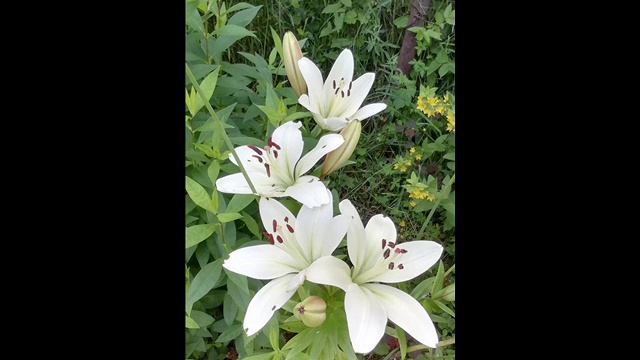 Лилейный вальс /  Вальс - Под Небом Парижа / Музыкальный клип с подборкой фото лилий