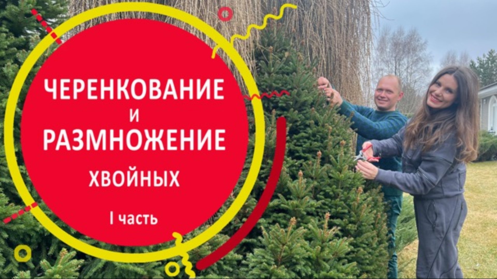 Черенкование и размножение хвойных 1 часть