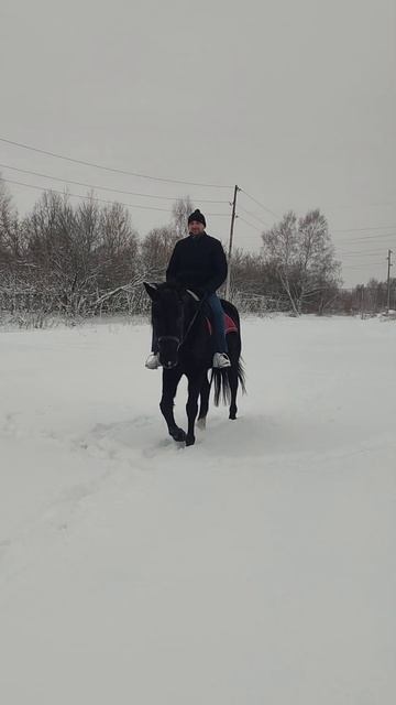 Зимние конные прогулки в Новосибирске
