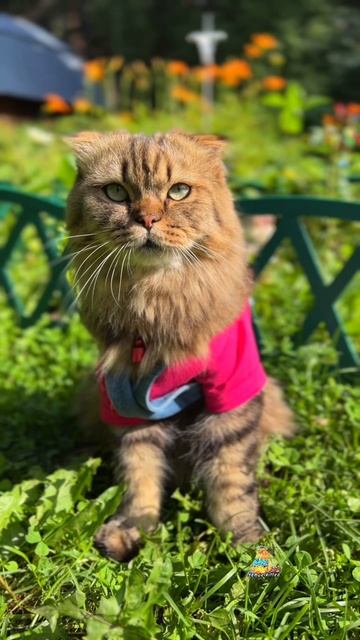 Ну красавчик же вырос!😻 #котик #тренд #милыекотики