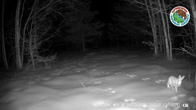 04.03.2025.Заяц.Заповедник Большая Кокшага.Лакомится почками растений