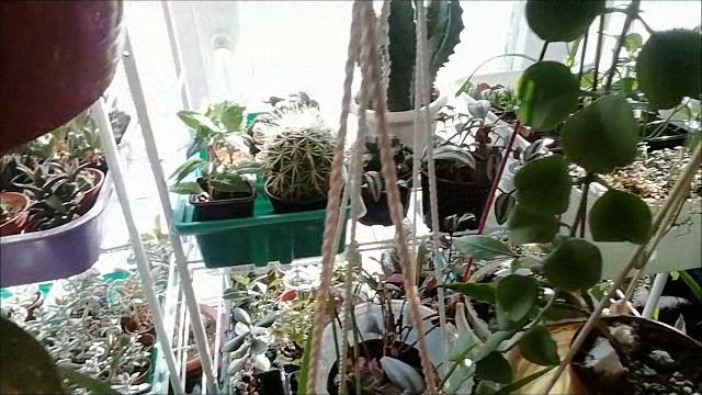 мой дендрарий