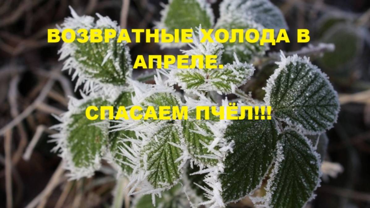 возвратные холода 03 апреля, спасаем пчёл!