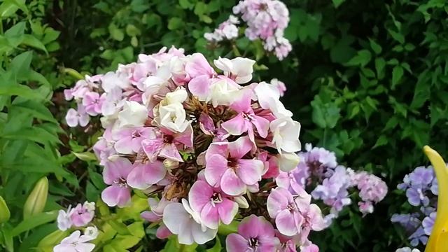 Садовый променаж