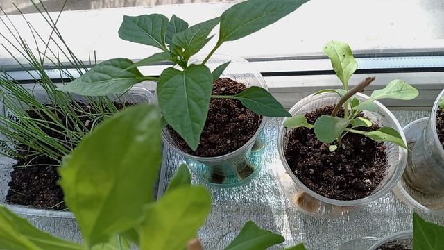 ОБЗОР РАССАДЫ НА ХОЛОДНОМ БАЛКОНЕ.