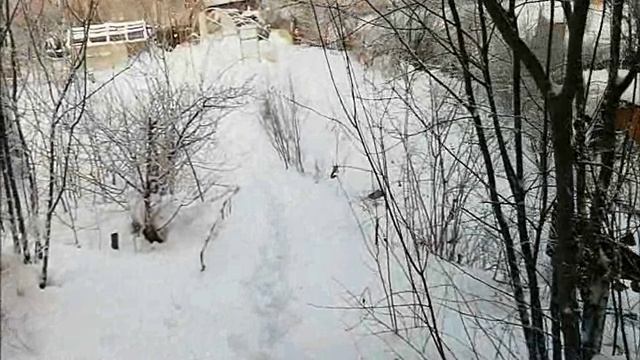 сад зима 2024