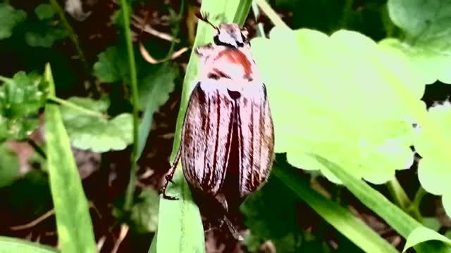 Майские жуки в траве