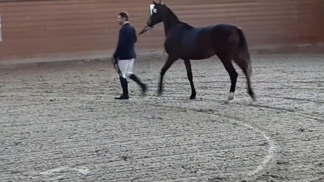 АУКЦИОН.  Кони и цены.