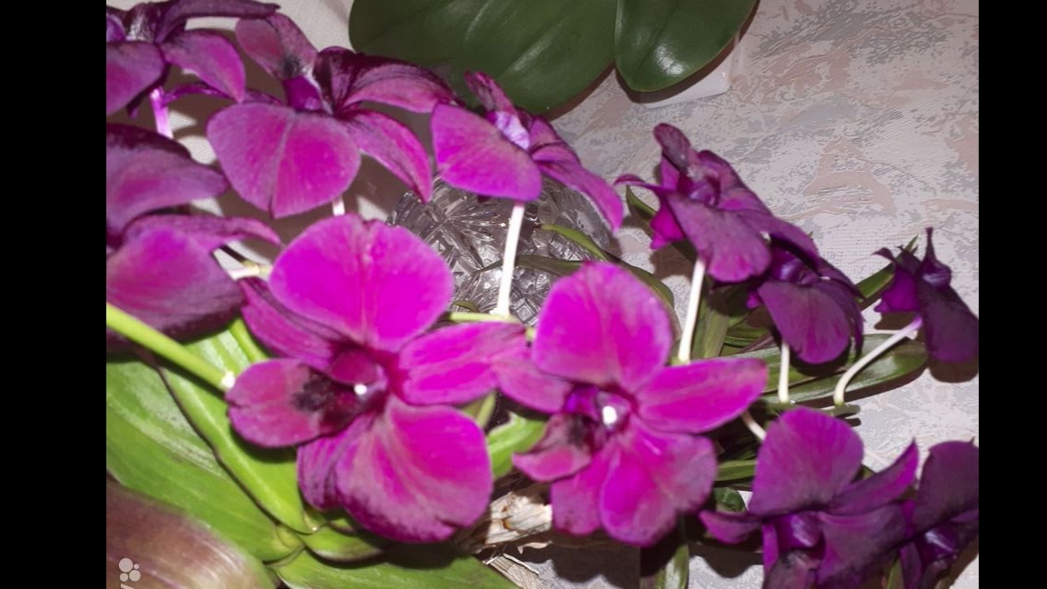 П-5. Ч-1. Распаковка посылки с орхидеями.  Новички из пятой  посылки 04-04-2025.