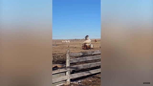 Пушистые смешавки.19