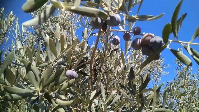 Красота и разнообразие Средиземноморской природы