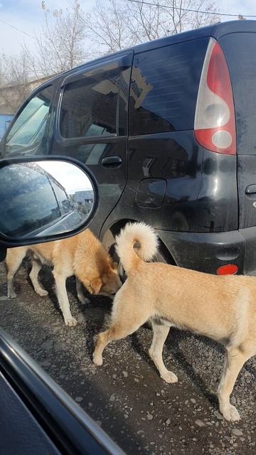 Собаки хотят пометить колесо всей стаей