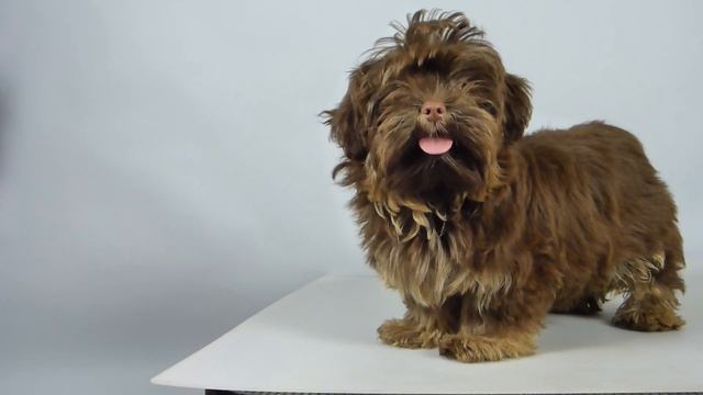 Любимый мальчик! Русская цветная болонка