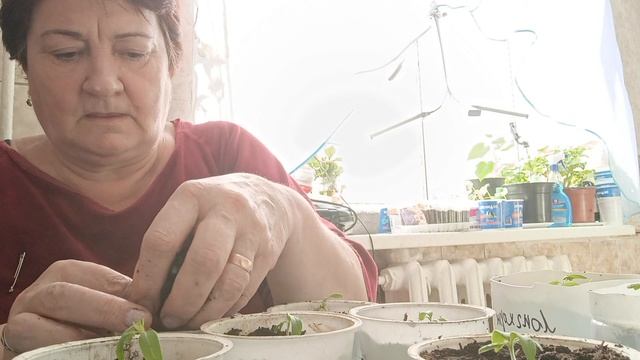 Пикирую томаты