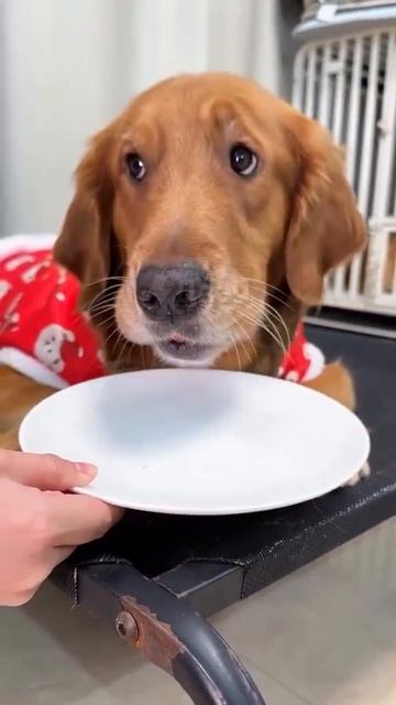 Вынести помидорки не удалось...