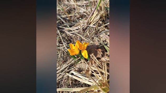 Первоцветы. Крокусы, маргаритки. Апрель 2025