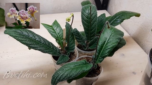 Стартеры стрептокарпуса ZM-Эльфина