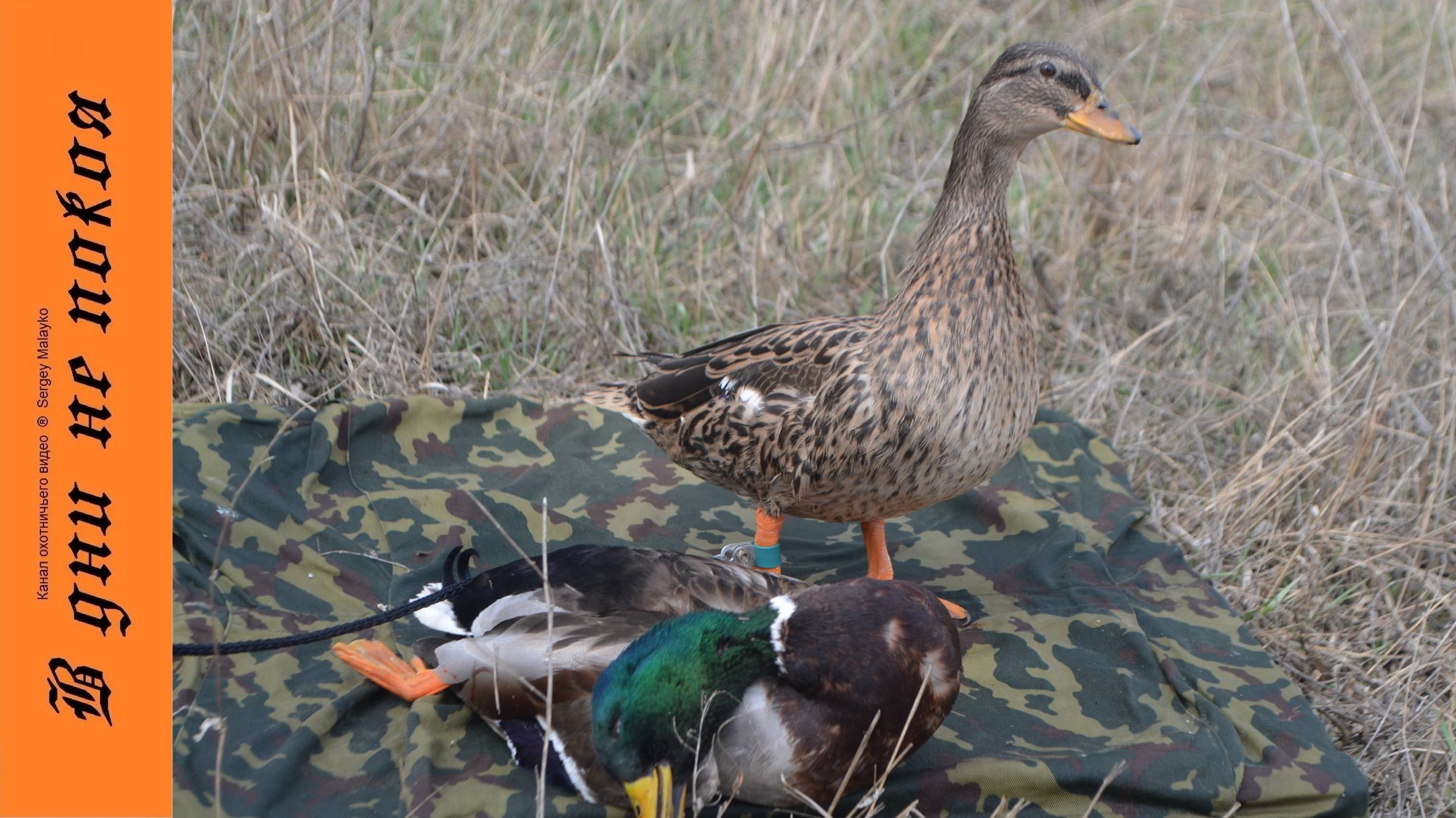 2025 Весна. Охота на селезней