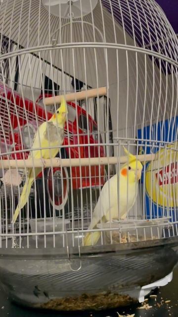 Попугаи на Автомойке #попугай #автомойка #shorts