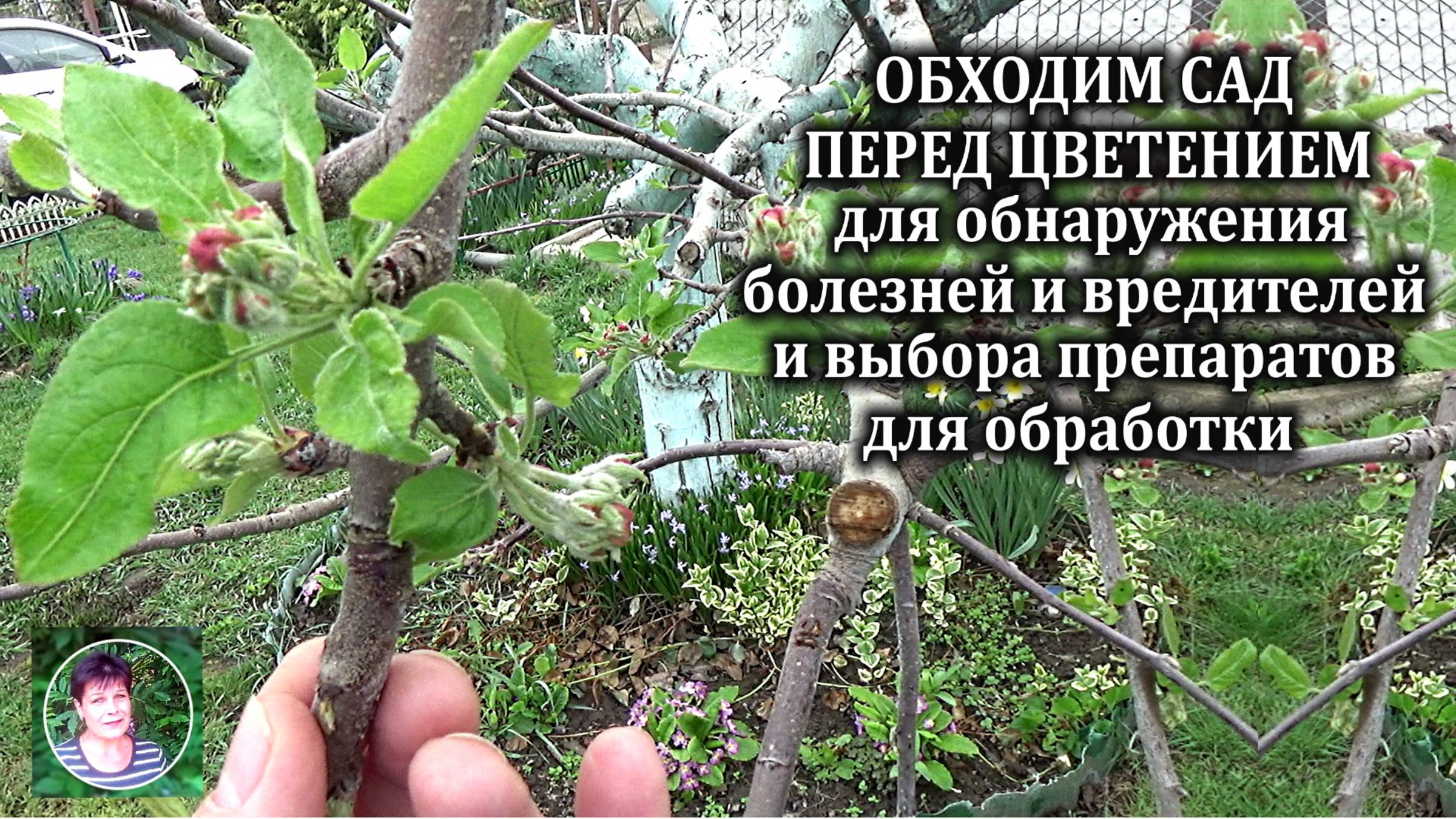 Как я определяю чем опрыскать сад перед цветением. Приготовим баковую смесь вместе с вами