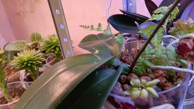 обзор моих зацветающих орхидей #орхидея #орхидеицветут #комнатныецветы