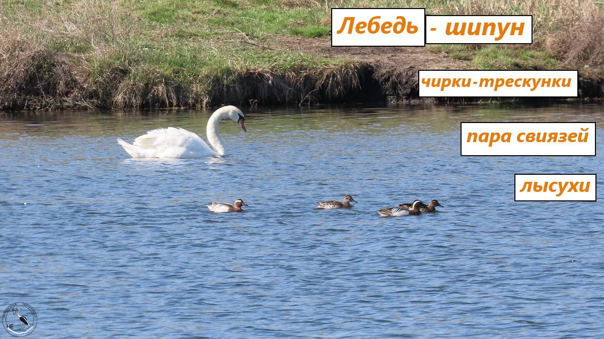 Лебедь-шипун, пара уток-свиязей, чирки-трескунки и лысухи. 04.04.25