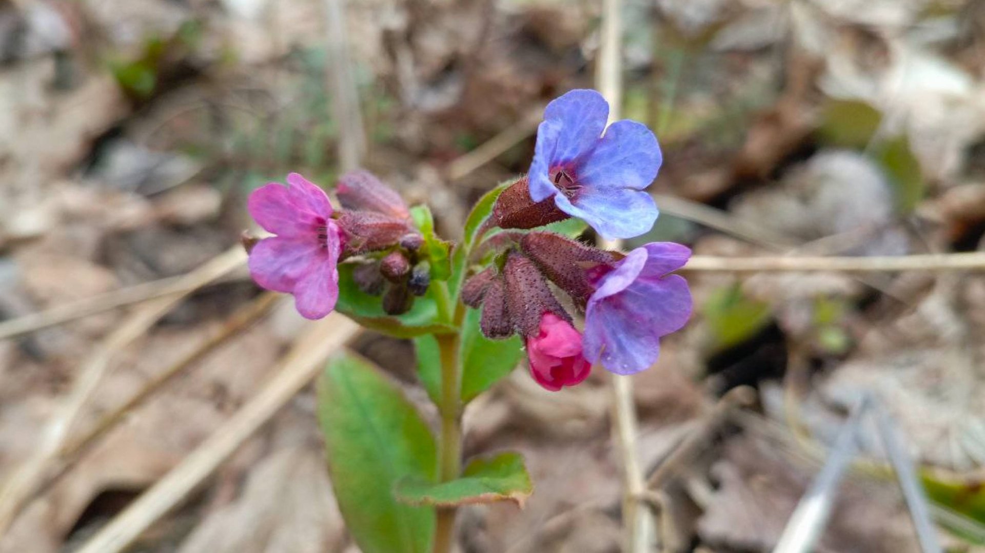 Прекрасные первоцветы весеннего леса медуница.